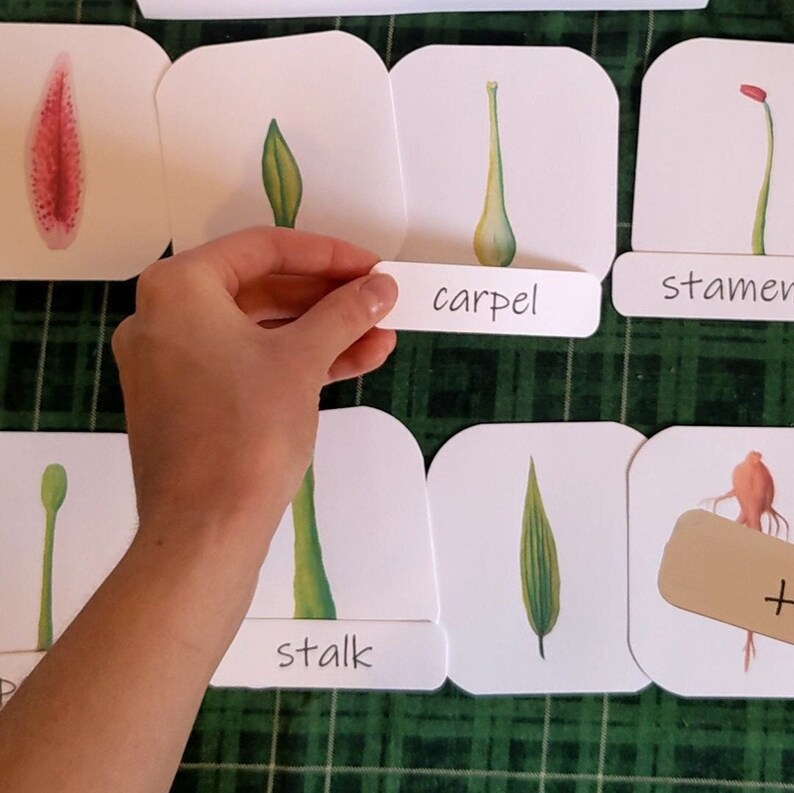 Parts of a Plant Three-part Cards: Montessori-style - Etsy