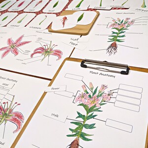 Plant Anatomy Mini Study: Study the Parts of a Flower! Botany Activity ...