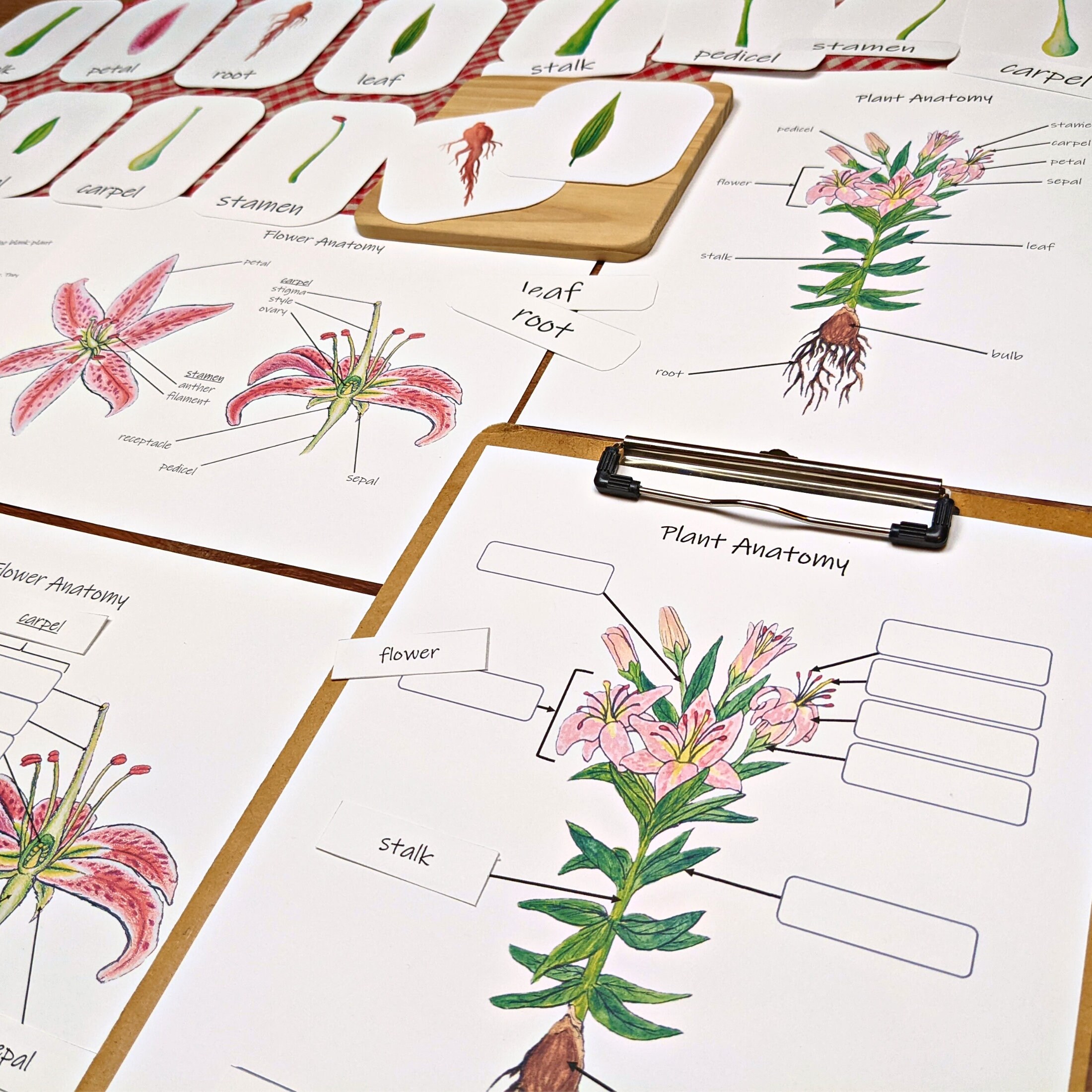 Plant Anatomy Mini Study: Study the Parts of a Flower Botany Activity ...