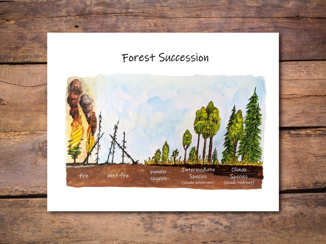 Forest Succession Poster: Watercolor Print of Forest Recovery After a ...