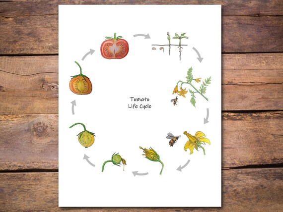 Tomato Plant Life Cycle Poster: Printable Science Wall Art - Etsy Israel