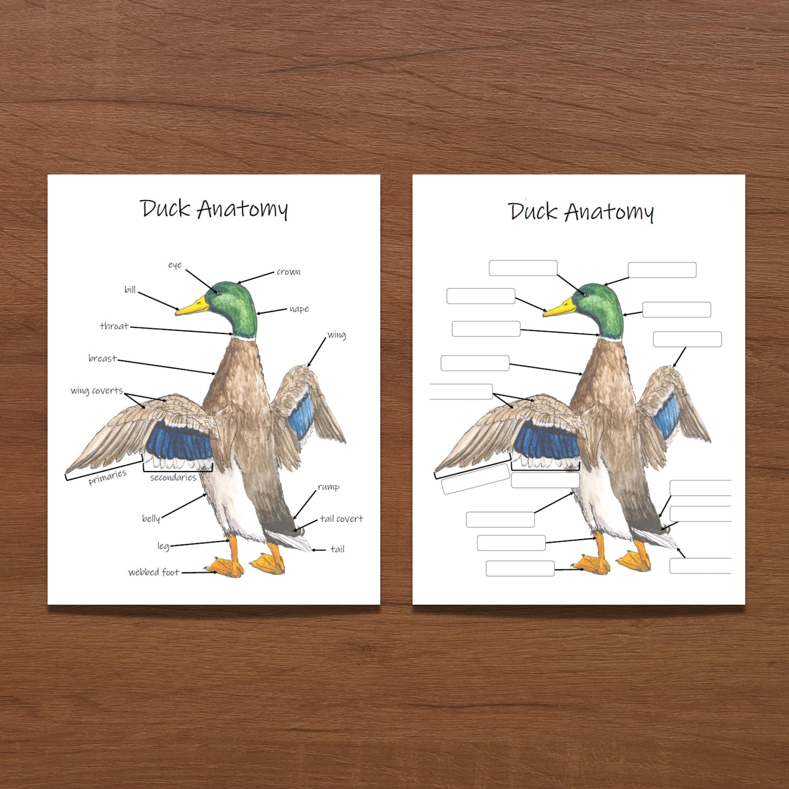 Duck Anatomy: Printable Labeled & Unlabeled Diagrams With Parts of a ...