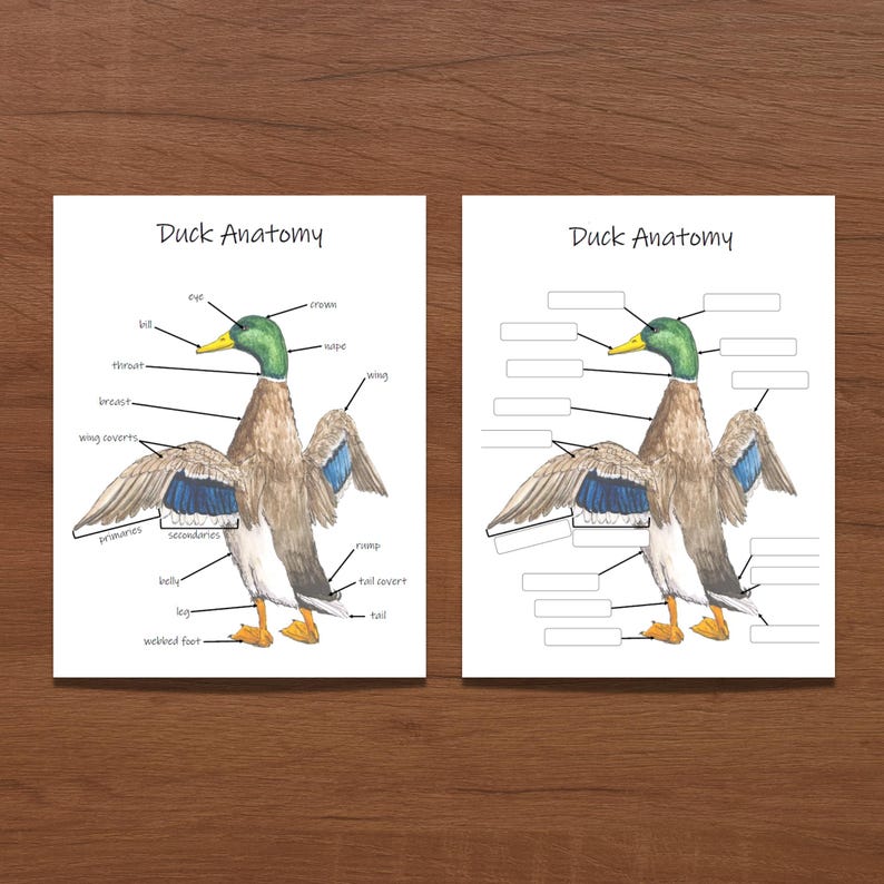 Duck Anatomy: Printable Labeled & Unlabeled Diagrams With Parts of a ...