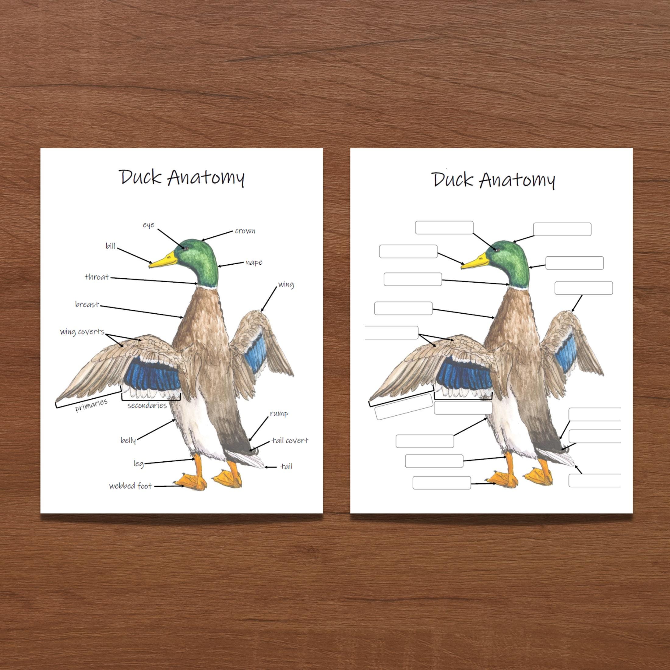 Duck Anatomy: Printable Labeled & Unlabeled Diagrams With Parts of a ...