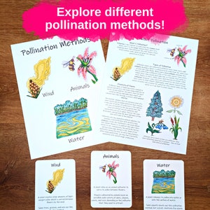 Pollination Unit: Activities, Lesson Plan, and Classroom Materials ...