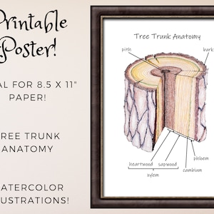 Tree Trunk Anatomy Classroom Poster - Etsy