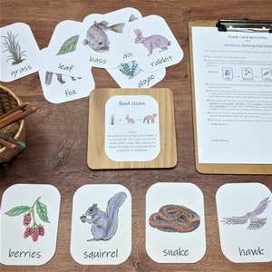 Food Webs Unit: Ecology Activities, Worksheets, & Printables (PDF ...