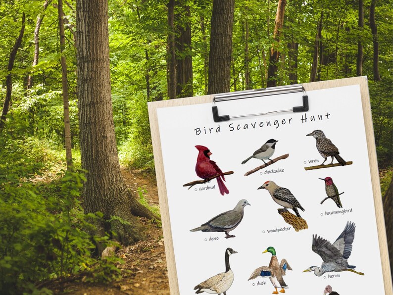 Bird Scavenger Hunt: Bird Watching for Kids, Afterschool Activity, Camp ...