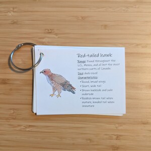 Birds of Prey Identification Cards: Watercolor Raptor Field Guide (PDF ...