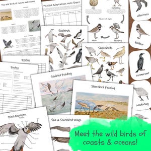 Sea & Shorebirds Unit: Bird Adaptations, Anatomy, Life Cycles (PDF ...