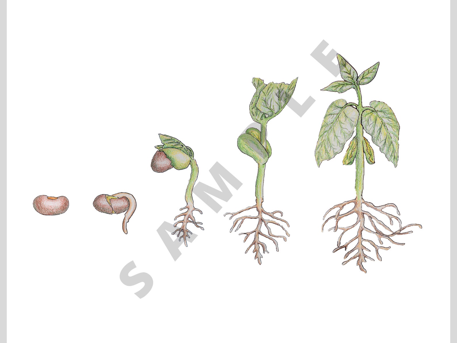 Bean Plant Development Poster: Printable Botany Wall Art, Homeschool ...