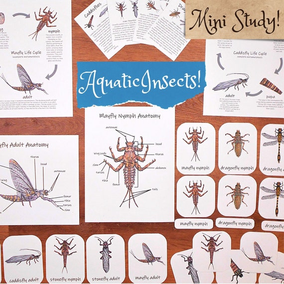 Aquatic Insects
