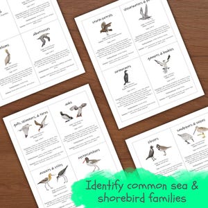 Sea & Shorebirds Unit: Bird Adaptations, Anatomy, Life Cycles (PDF ...