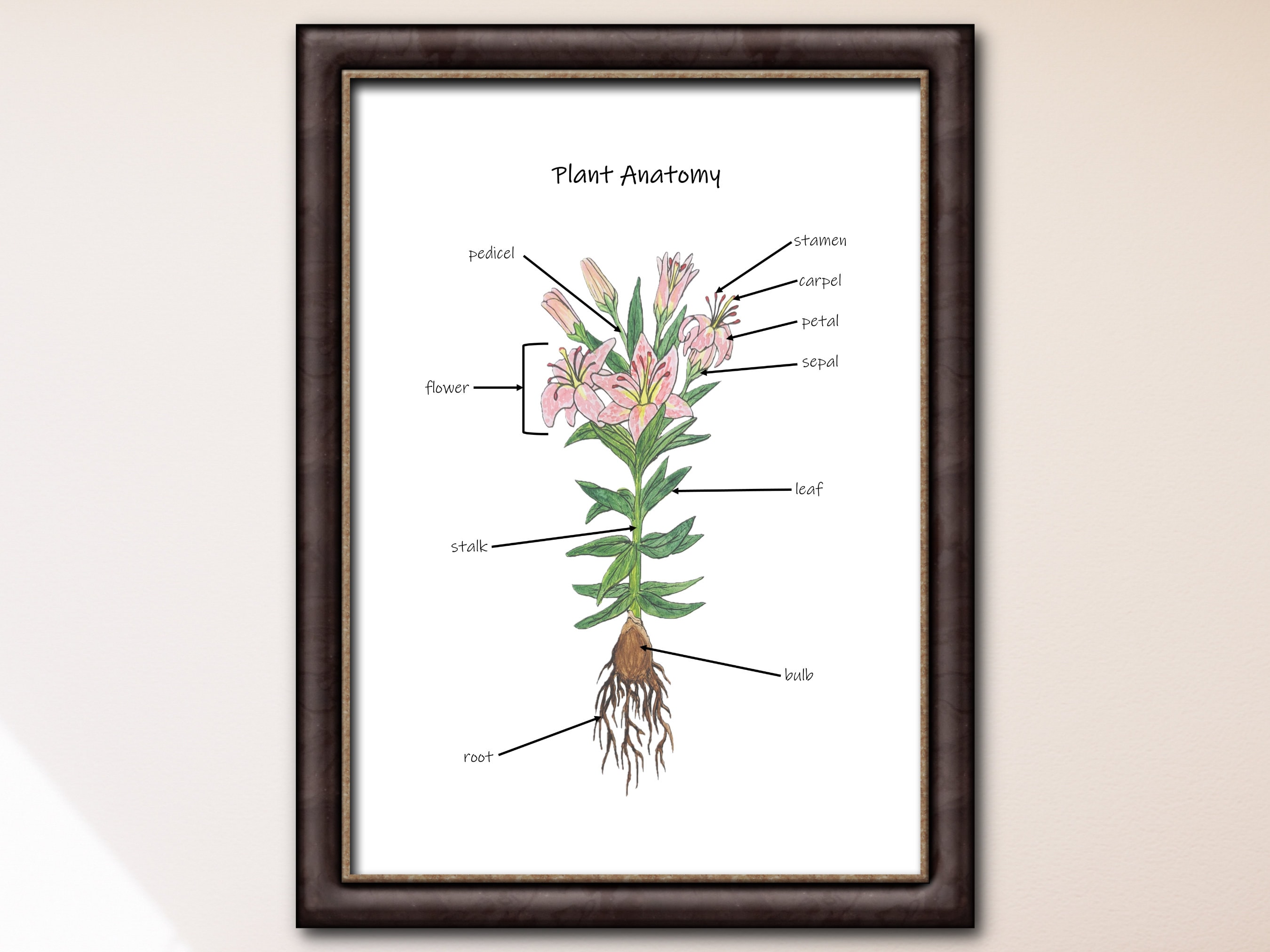Plant Anatomy Poster: Parts of a Flower Diagram Watercolor - Etsy Israel