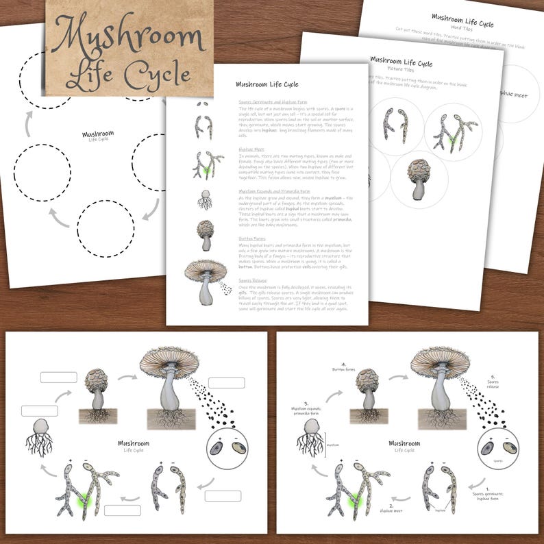 Mushroom Life Cycle: Labeled & Unlabeled Diagrams, Printables, and ...