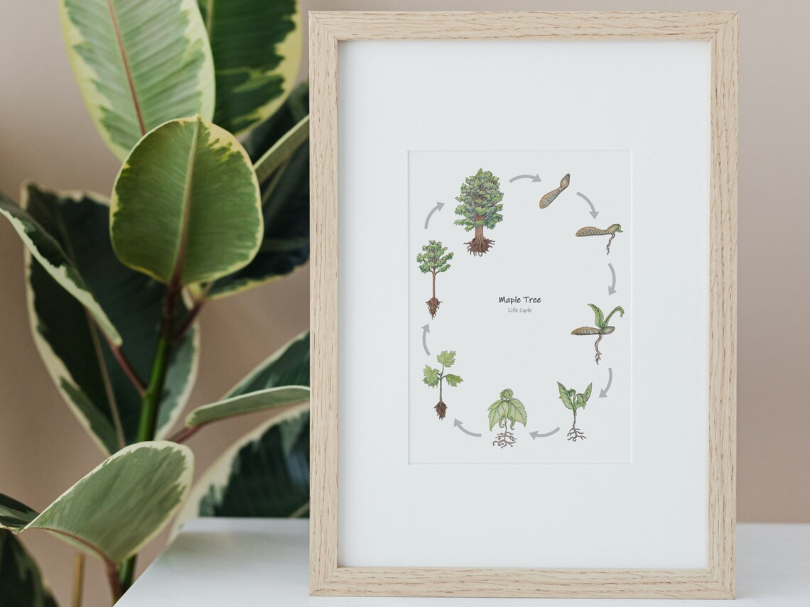 Maple Tree Life Cycle Poster: Homeschool Classroom Decor (PDF Download ...
