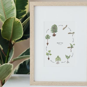 Maple Tree Life Cycle Poster: Printable Classroom Poster for Homeschool ...