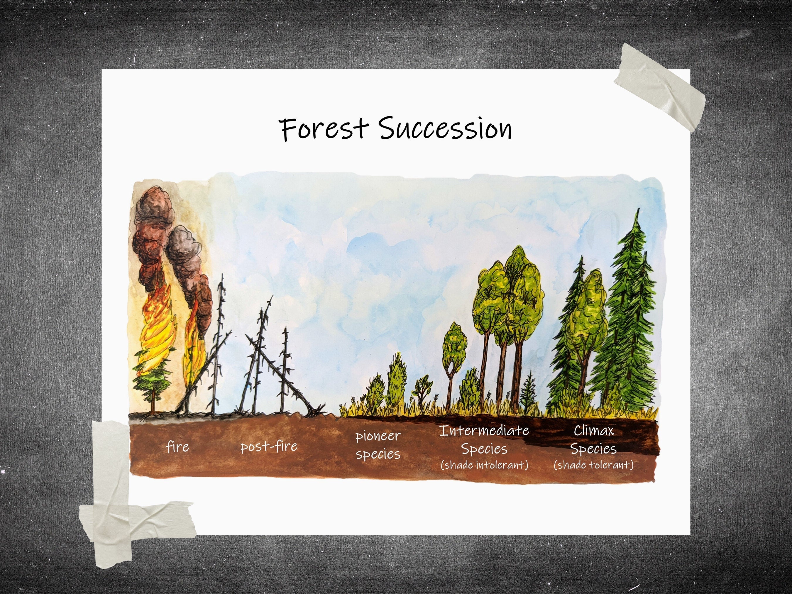 Forest Succession Poster: Printable Wildfire Wall Art, Ecology Artwork ...