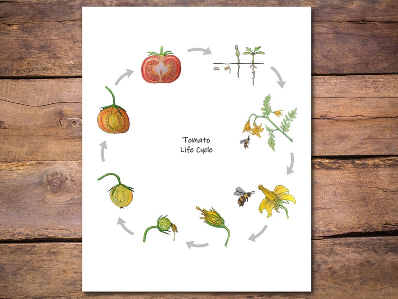 Tomato Plant Life Cycle Poster: Printable Classroom Decor - Etsy UK