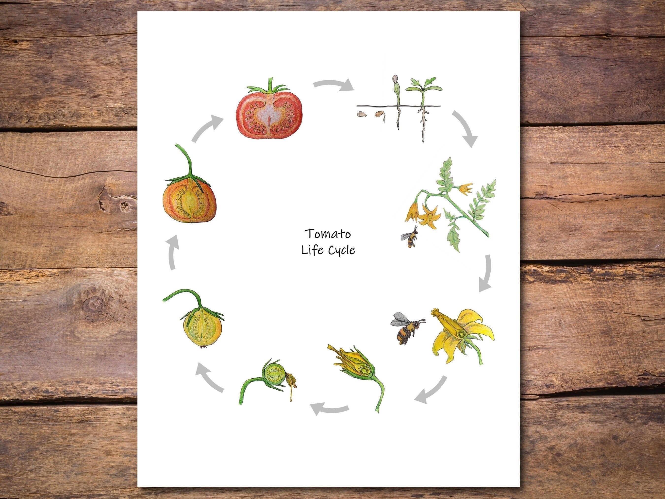 Tomato Plant Life Cycle Poster: Printable Classroom Decor - Etsy UK
