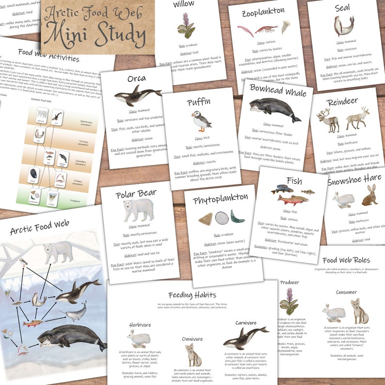 Arctic Food Web Mini Study: Homeschool Unit, Science Activities, Winter ...