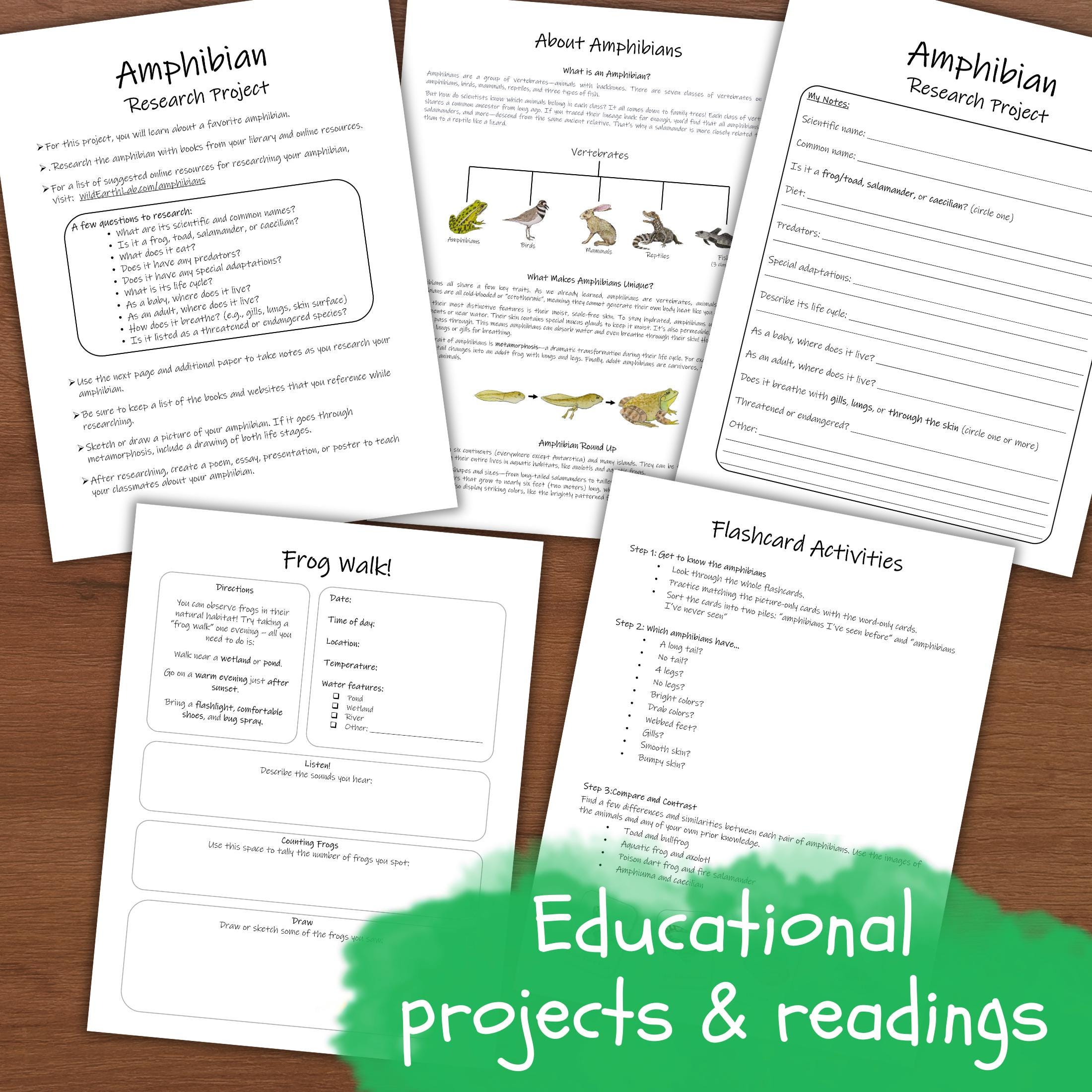 Amphibians Unit: Printable Activities & Worksheets (PDF Download) - Etsy