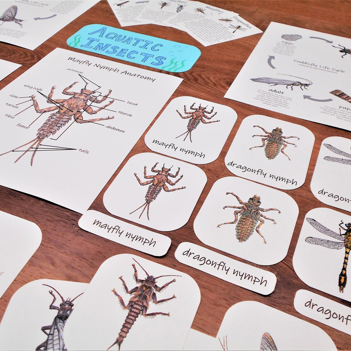 Aquatic Insects: Mini Study Homeschool Ecology Activities - Etsy