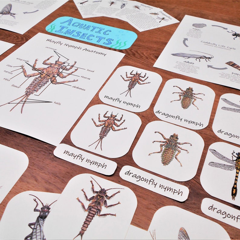 Aquatic Insects: Mini Study Homeschool Ecology Activities - Etsy
