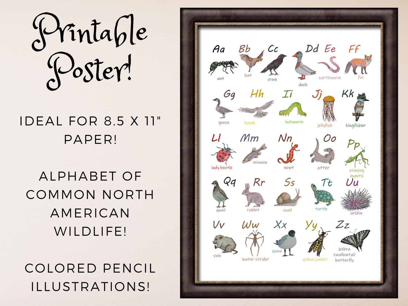 Wildlife Classroom Alphabet Poster: Featuring Common Wild Animals for ...