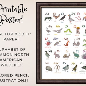 Wildlife Classroom Alphabet Poster: Featuring Common Wild Animals for ...
