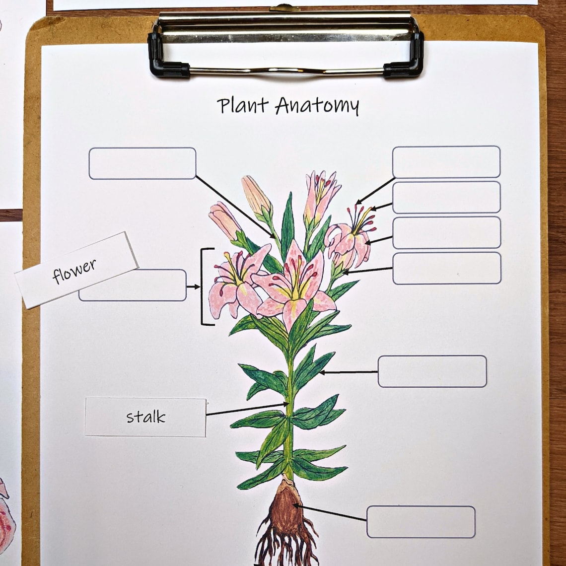 Plant Anatomy Mini Study: Study the Parts of a Flower! Botany Activity ...
