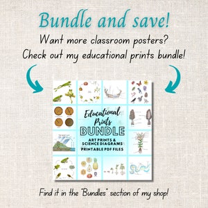 Pond Ecosystem: Classroom Poster, Preschool Decor, Homeschool Printable ...