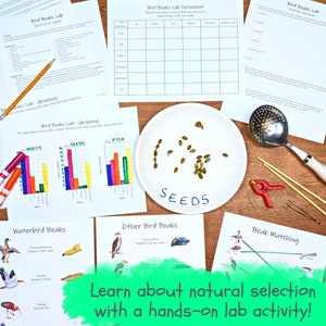 Waterfowl & Waterbirds Unit: Classroom Materials, Homeschool Unit Study ...