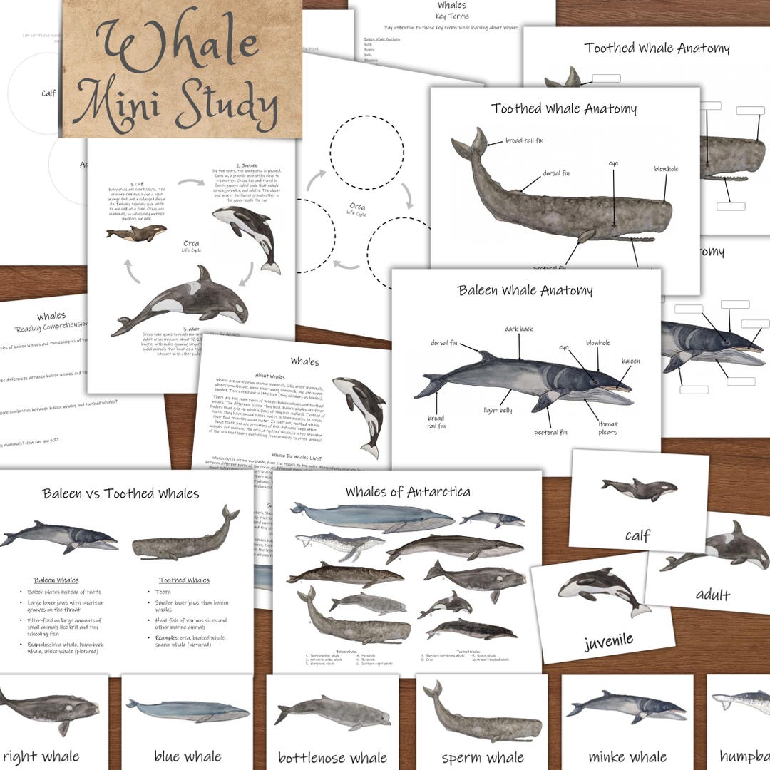 Whales Mini Study: Life Cycle, Anatomy, and Types of Whales - Printable ...