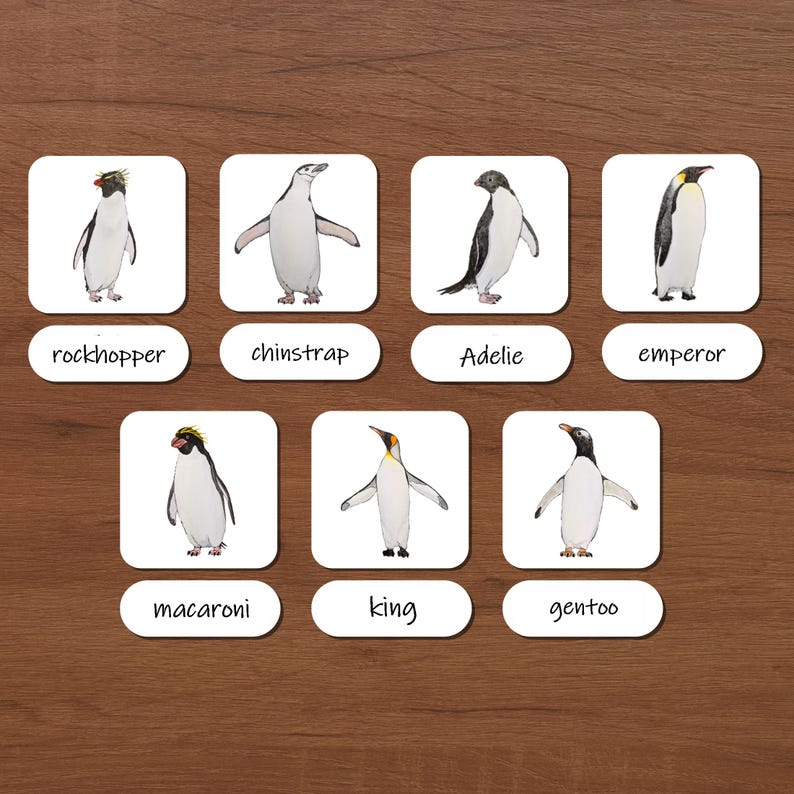 Penguin Flashcards: Watercolor Nomenclature Cards (PDF Download) - Etsy