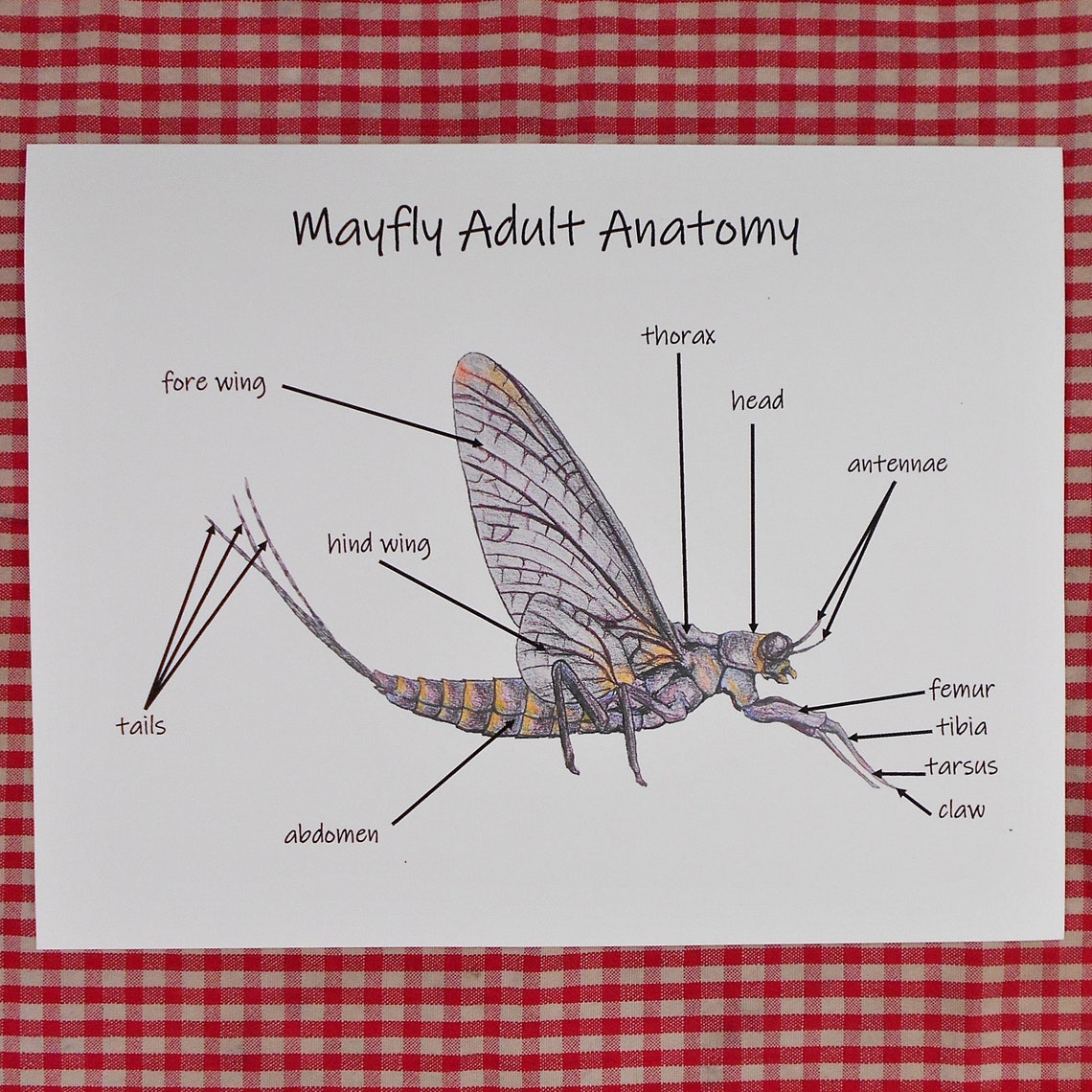 Aquatic Insects: Mini Study Homeschool Ecology Activities - Etsy