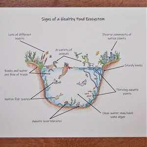 Pond Ecosystem Mini Study: Science Activities, Worksheets for Classroom ...