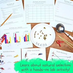 Bird Beak Adaptations Lab: Natural Selection Homeschool Lesson (PDF) - Etsy