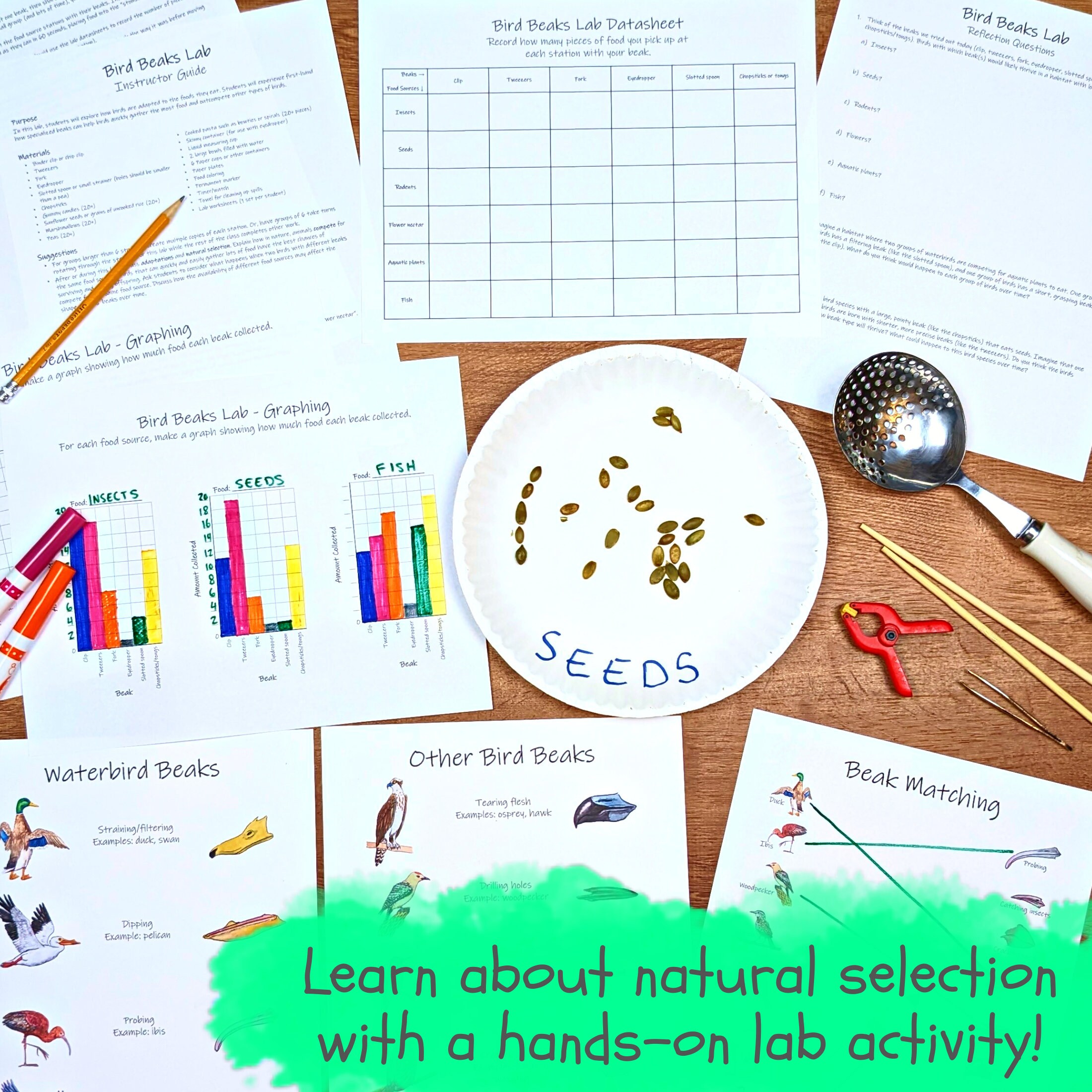 Bird Beak Adaptations Lab: Natural Selection Homeschool Lesson (PDF) - Etsy