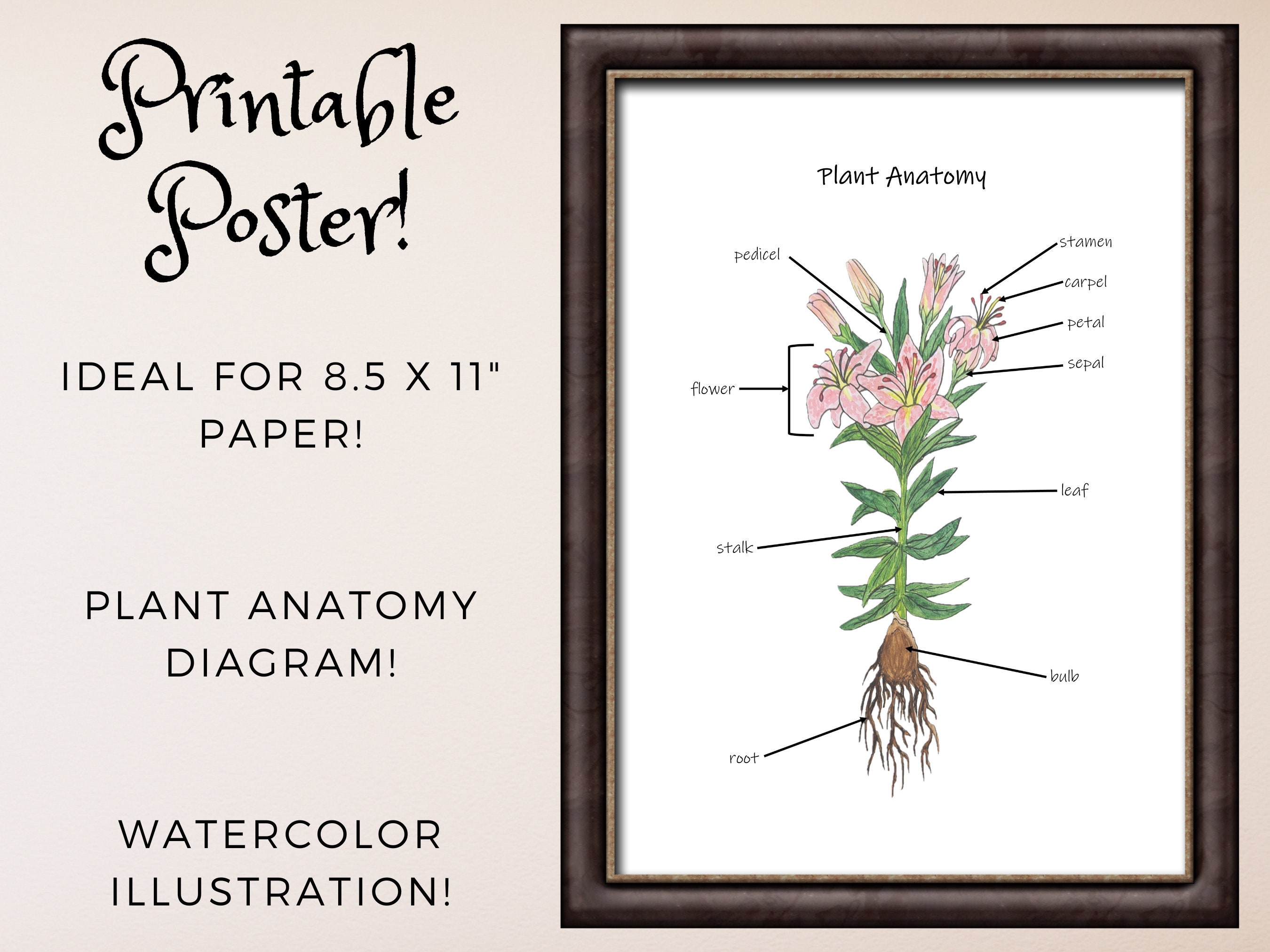 Floral Anatomy Poster at Betty Robin blog