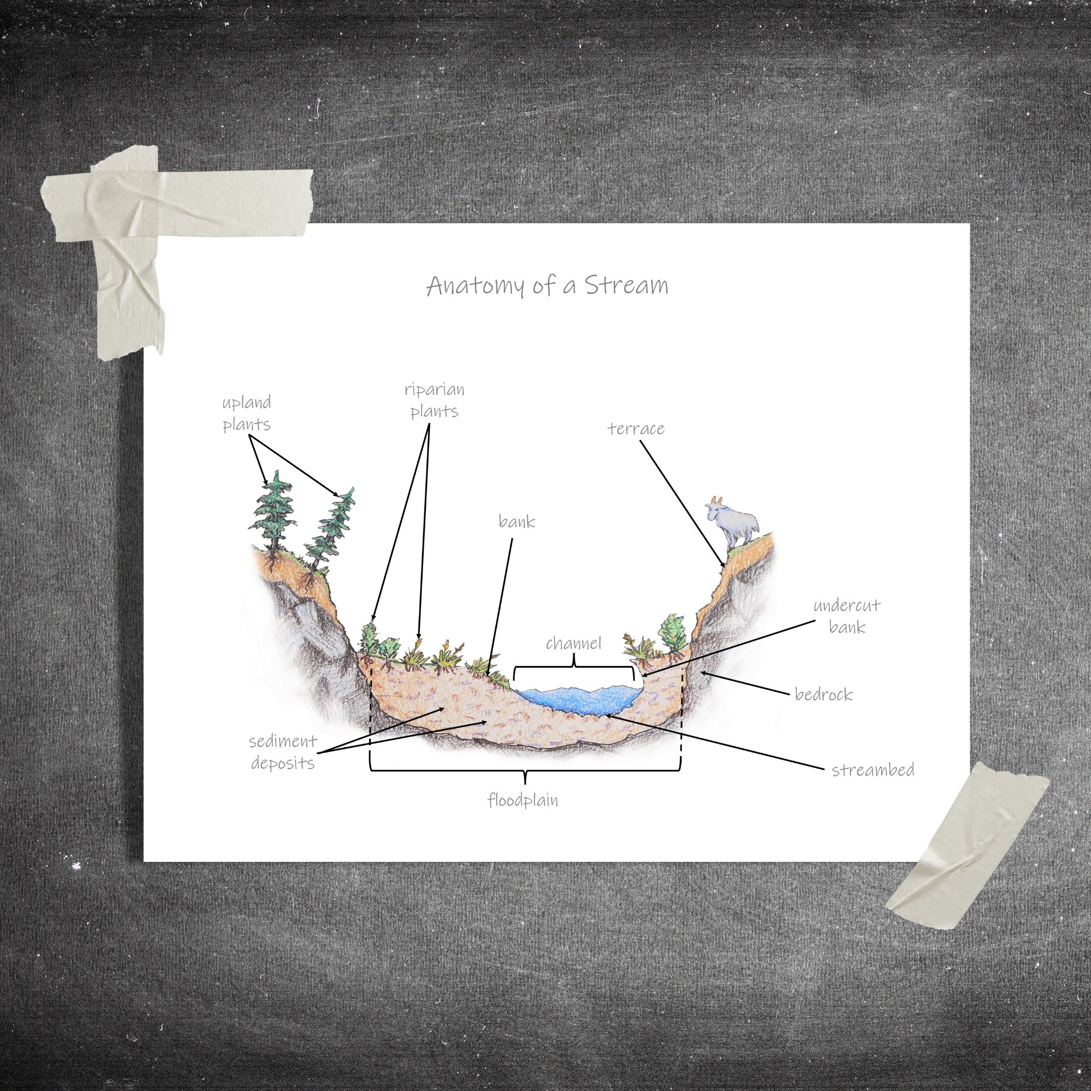 Stream Anatomy Study: Diagrams, Flashcards, Vocab (PDF Download) - Etsy