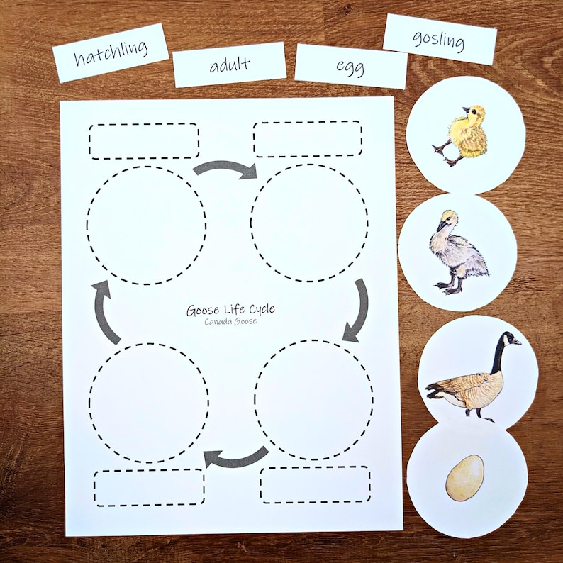 Goose Life Cycle Worksheets and Coloring Page: Printables for Classroom ...