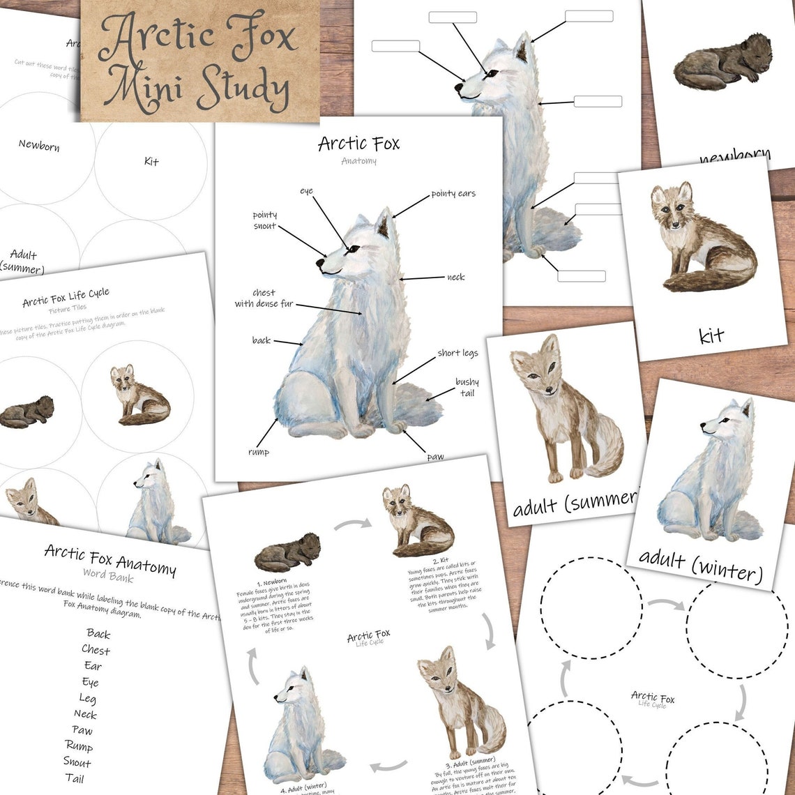Arctic Fox Mini Study: Life Cycle and Anatomy, Lesson Plan, Winter ...