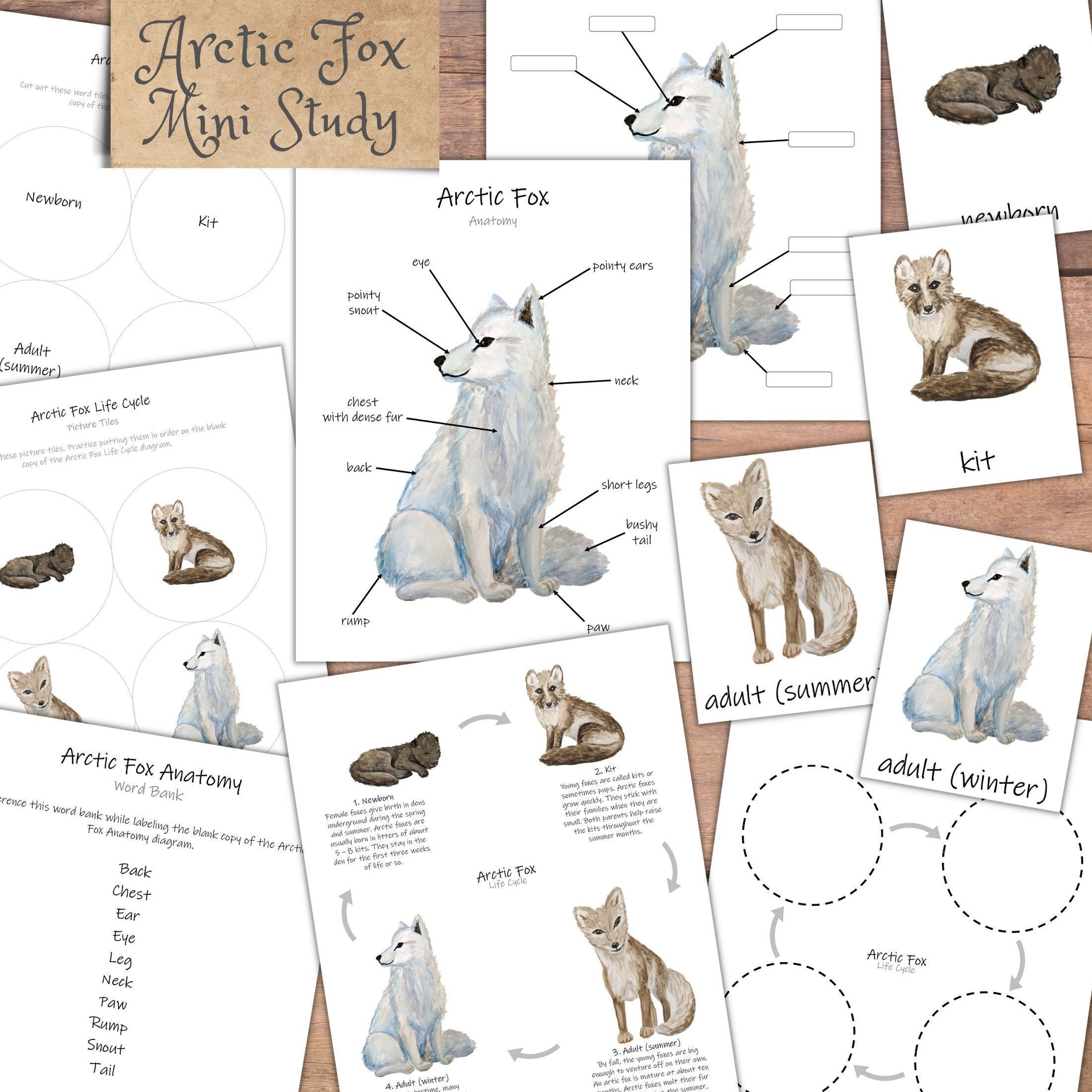 Arctic Fox Mini Study: Life Cycle and Anatomy, Lesson Plan, Winter ...