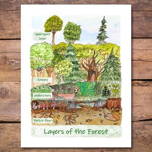 Forest School Prints Bundle: 13 Printable Classroom Posters - Etsy
