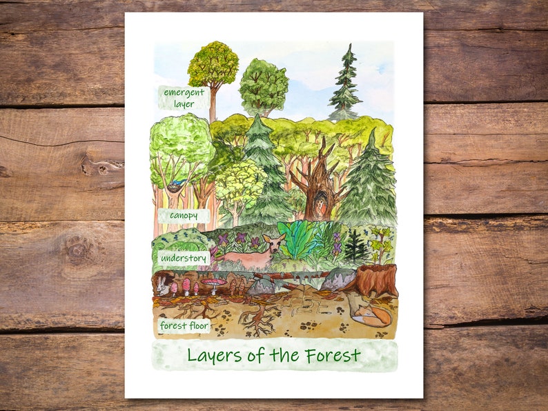 Forest School Prints Bundle: 13 Printable Classroom Posters - Etsy