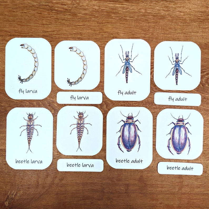 Aquatic Macroinvertebrates Flashcards: Ecology Study Printables (PDF ...
