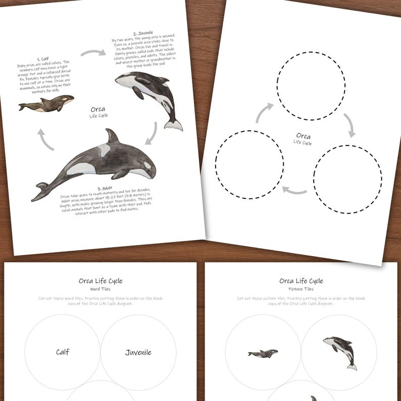 Whales Mini Study: Life Cycle, Anatomy, and Types of Whales - Printable ...