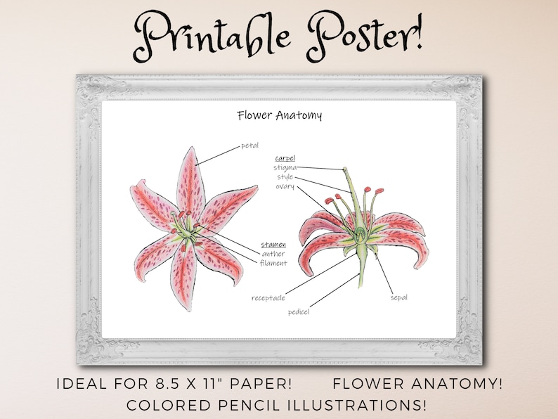 Lily Flower Anatomy Diagram: Printable Biology Poster With Labeled ...