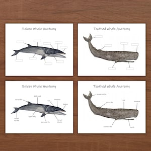 Whales Mini Study: Life Cycle, Anatomy, and Types of Whales - Printable ...